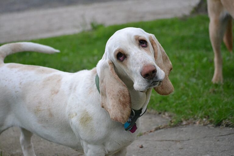 Basset Hounds as Pets: Cost, Life Expectancy, and Temperament - Basset ...
