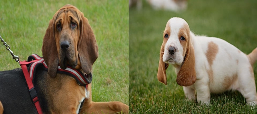 Basset Hounds as Pets: Cost, Life Expectancy, and Temperament - Basset ...