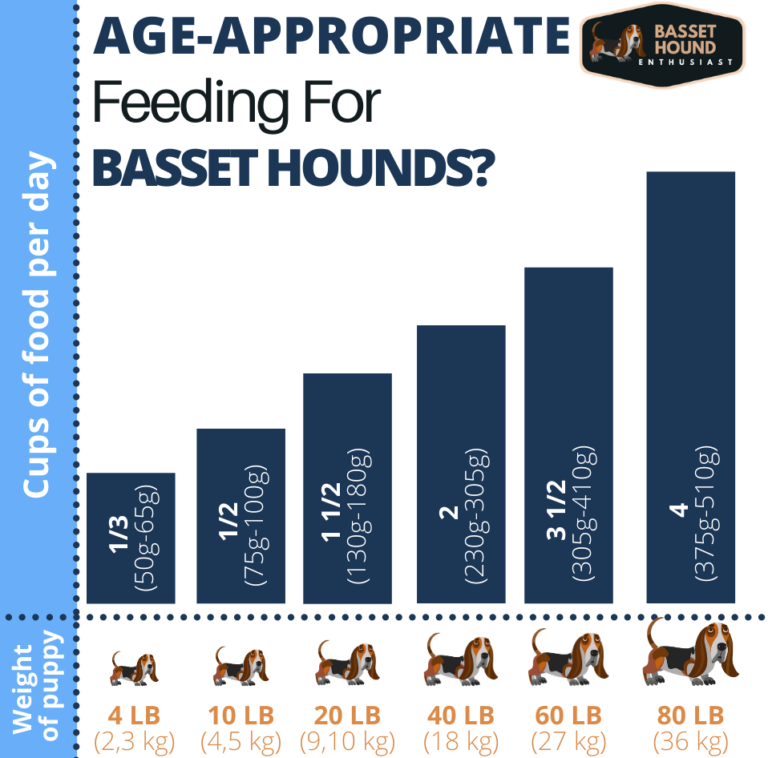 Age-Appropriate Feeding For Basset Hounds - Basset Hound Enthusiast