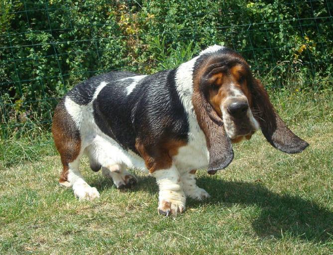 How Fast Is A Basset Hound