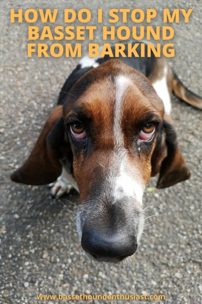 How Do I Stop My Basset Hound From Barking - Basset Hound Enthusiast