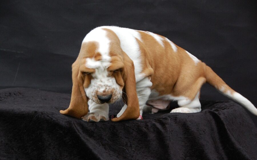 The Temperament of a Basset Hound - Basset Hound Enthusiast