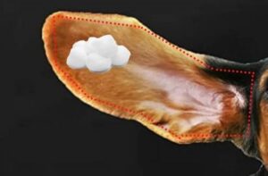 How To Clean Your Basset Hound's Ears - Basset Hound Enthusiast