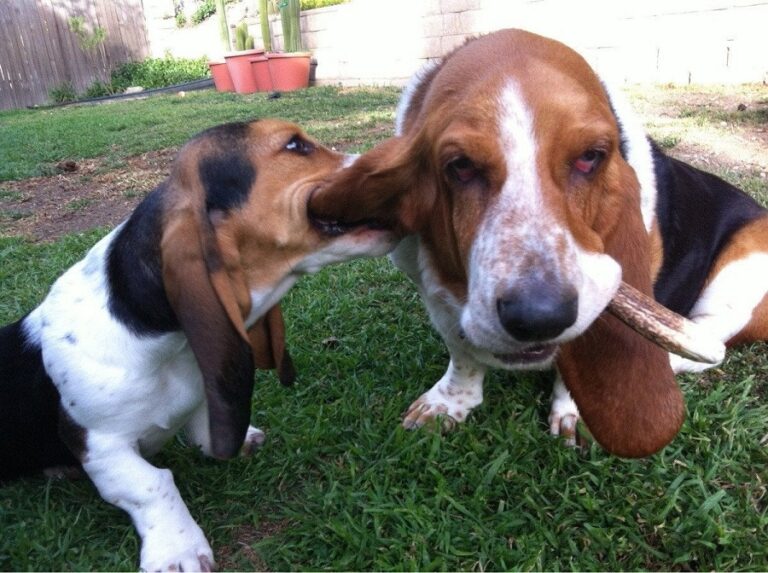 9 Reasons Why Do Basset Hounds Chew On Their Ears - Basset Hound Enthusiast