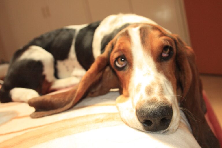 Can Basset Hounds Eat Chicken? - Basset Hound Enthusiast