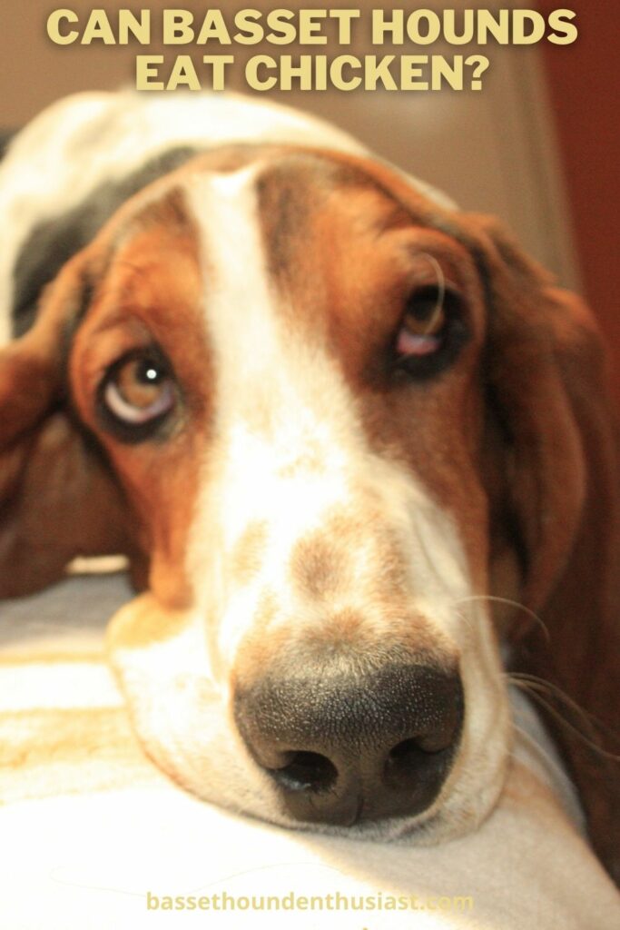 Can Basset Hounds Eat Chicken? - Basset Hound Enthusiast