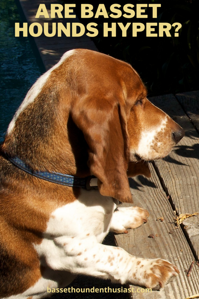 Are Basset Hounds Hyper? (Explained!) - Basset Hound Enthusiast