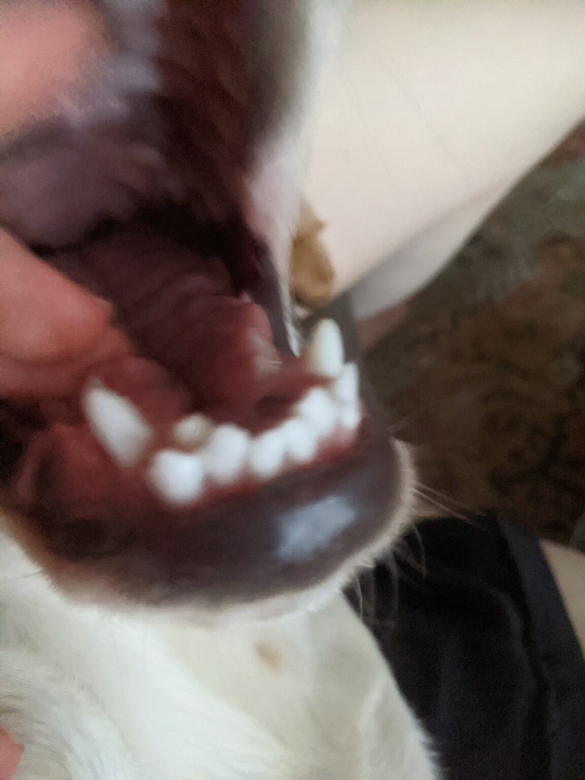 Why Basset Hounds Smell So Bad and How To Fix It - Basset Hound Enthusiast