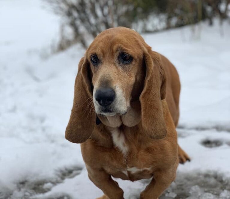 Can Basset Hounds Run Long Distances? (Answered!) - Basset Hound Enthusiast