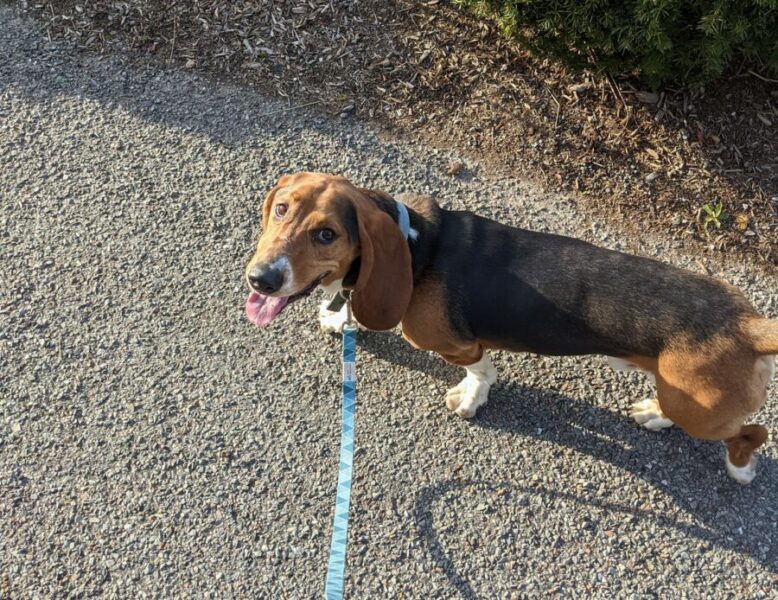 Can Basset Hounds Run Long Distances? (Answered!) - Basset Hound Enthusiast