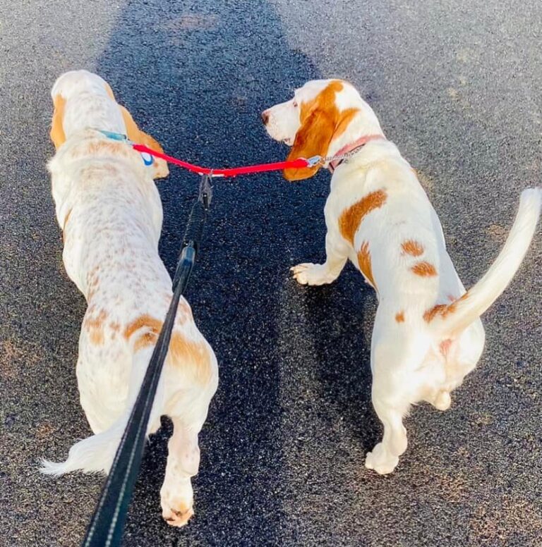 Do Basset Hounds Bark a Lot? (Explained!) - Basset Hound Enthusiast