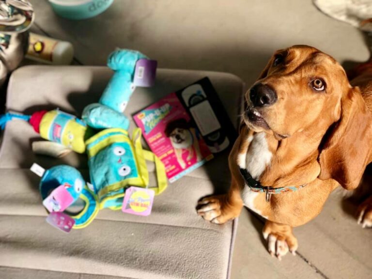 Do Basset Hounds Bark a Lot? (Explained!) - Basset Hound Enthusiast