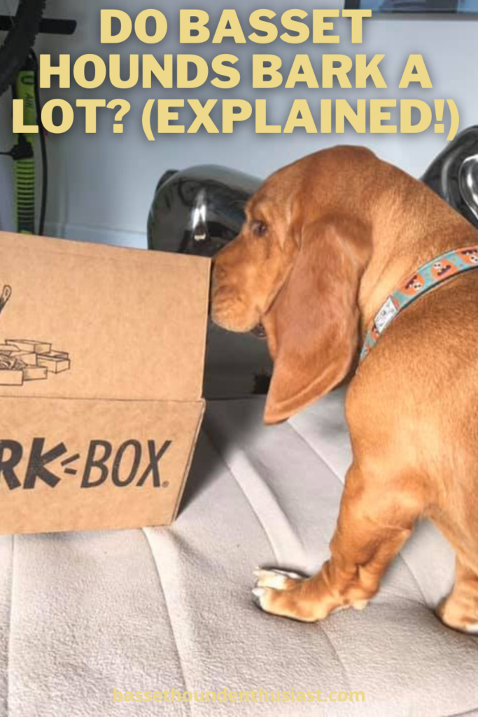 Do Basset Hounds Bark a Lot? (Explained!) - Basset Hound Enthusiast