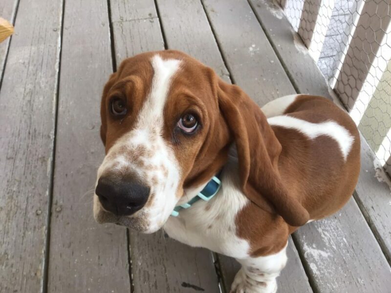 Do Basset Hounds Bark a Lot? (Explained!) - Basset Hound Enthusiast