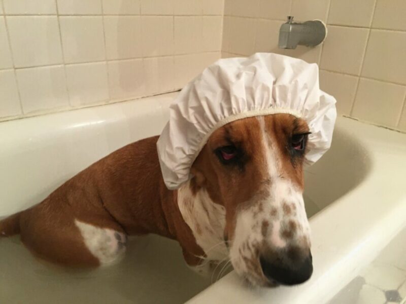 How To Bathe Your Basset Hound - The Proper Way - Basset Hound Enthusiast