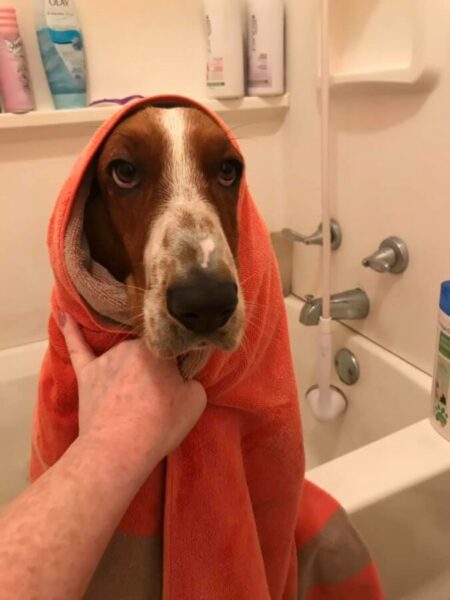 How To Bathe Your Basset Hound - The Proper Way - Basset Hound Enthusiast