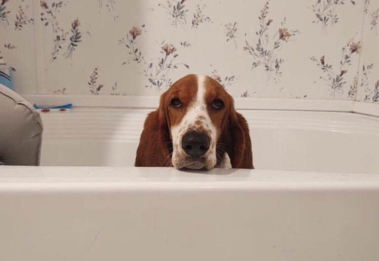How To Bathe Your Basset Hound - The Proper Way - Basset Hound Enthusiast
