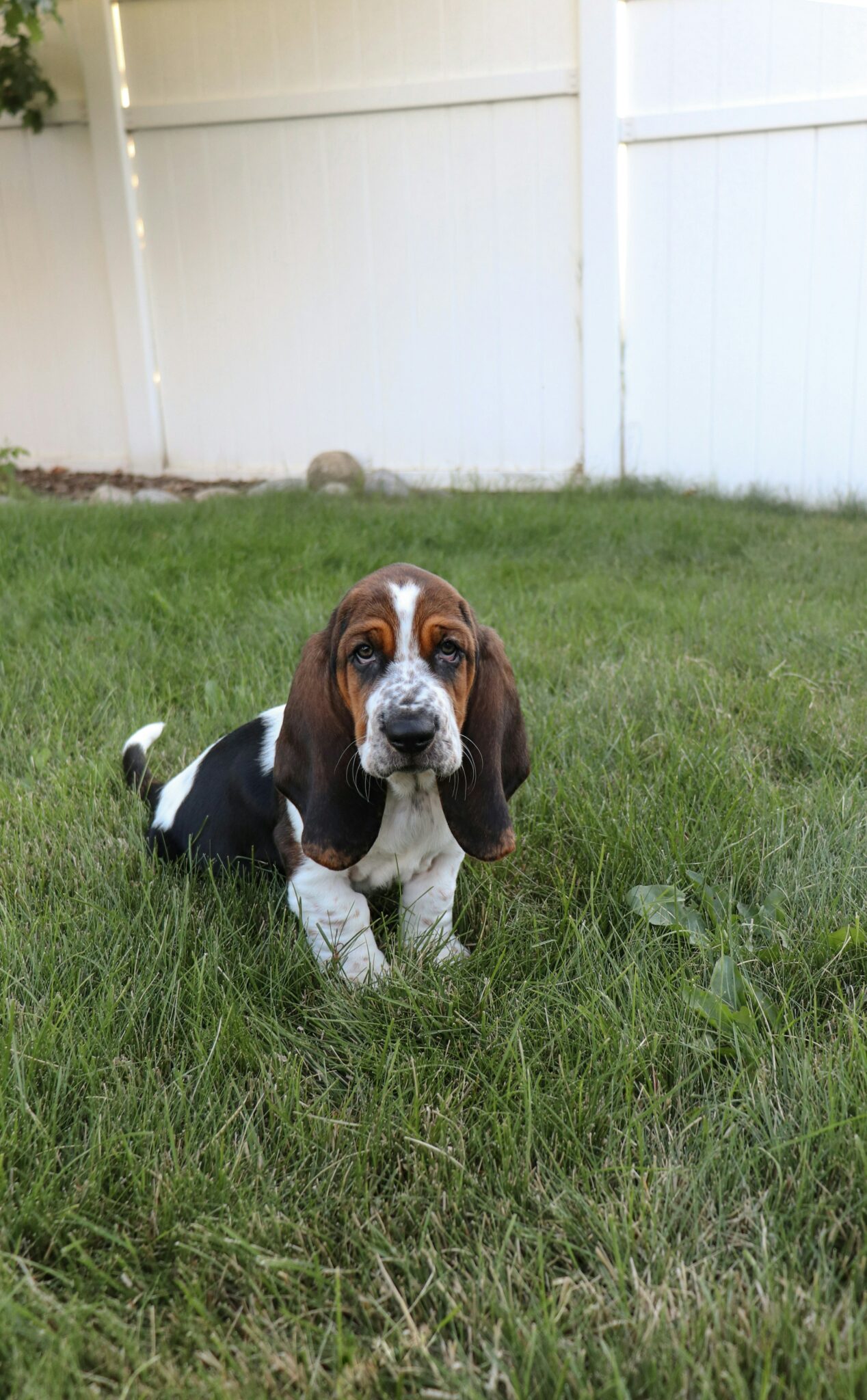 Home - Basset Hound Enthusiast