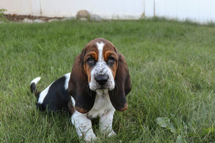 Basset Hounds as Pets: Cost, Life Expectancy, and Temperament - Basset ...